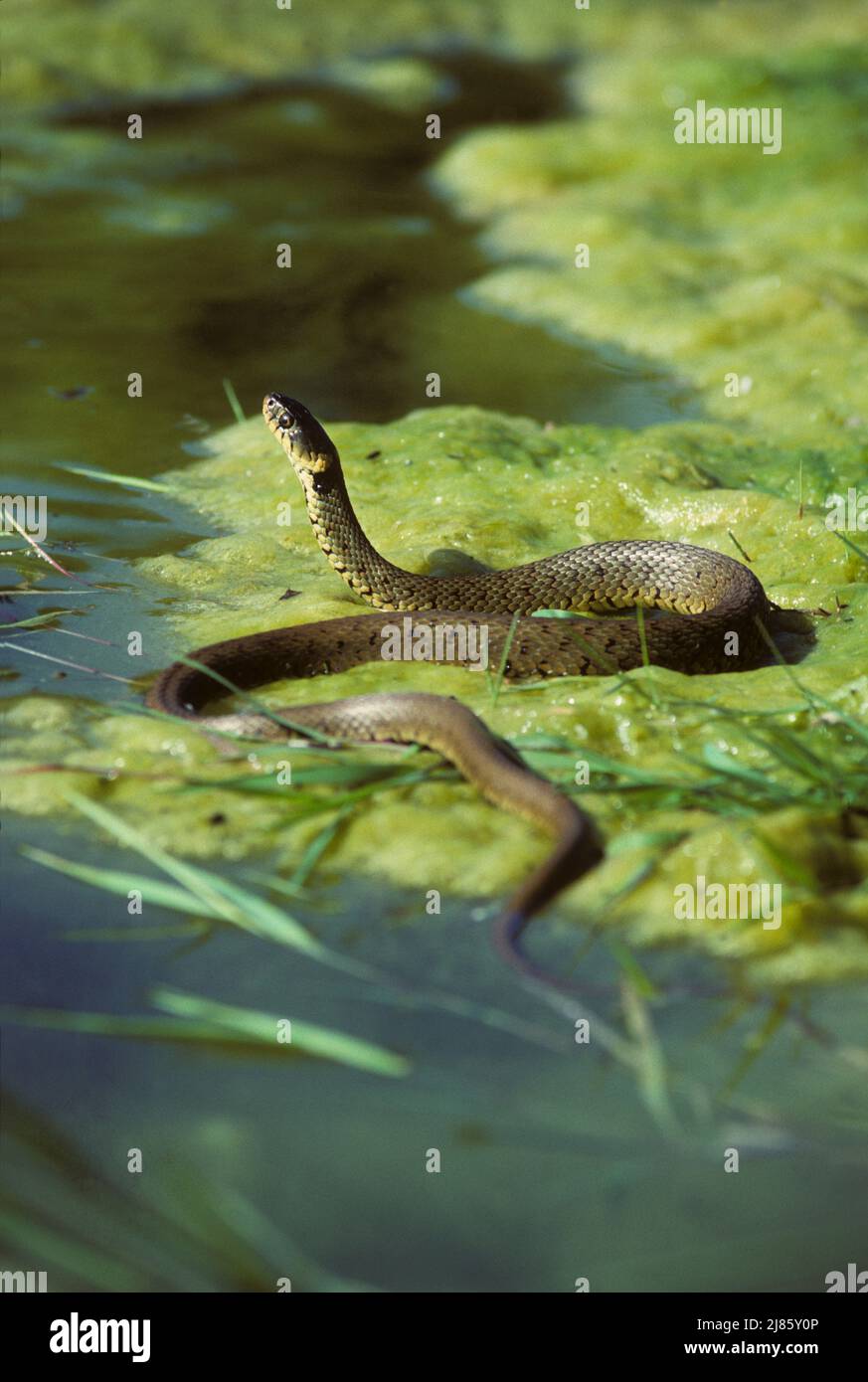 Grass Snake on water Great Britain ; From Maghreb and iberic peninsula ...