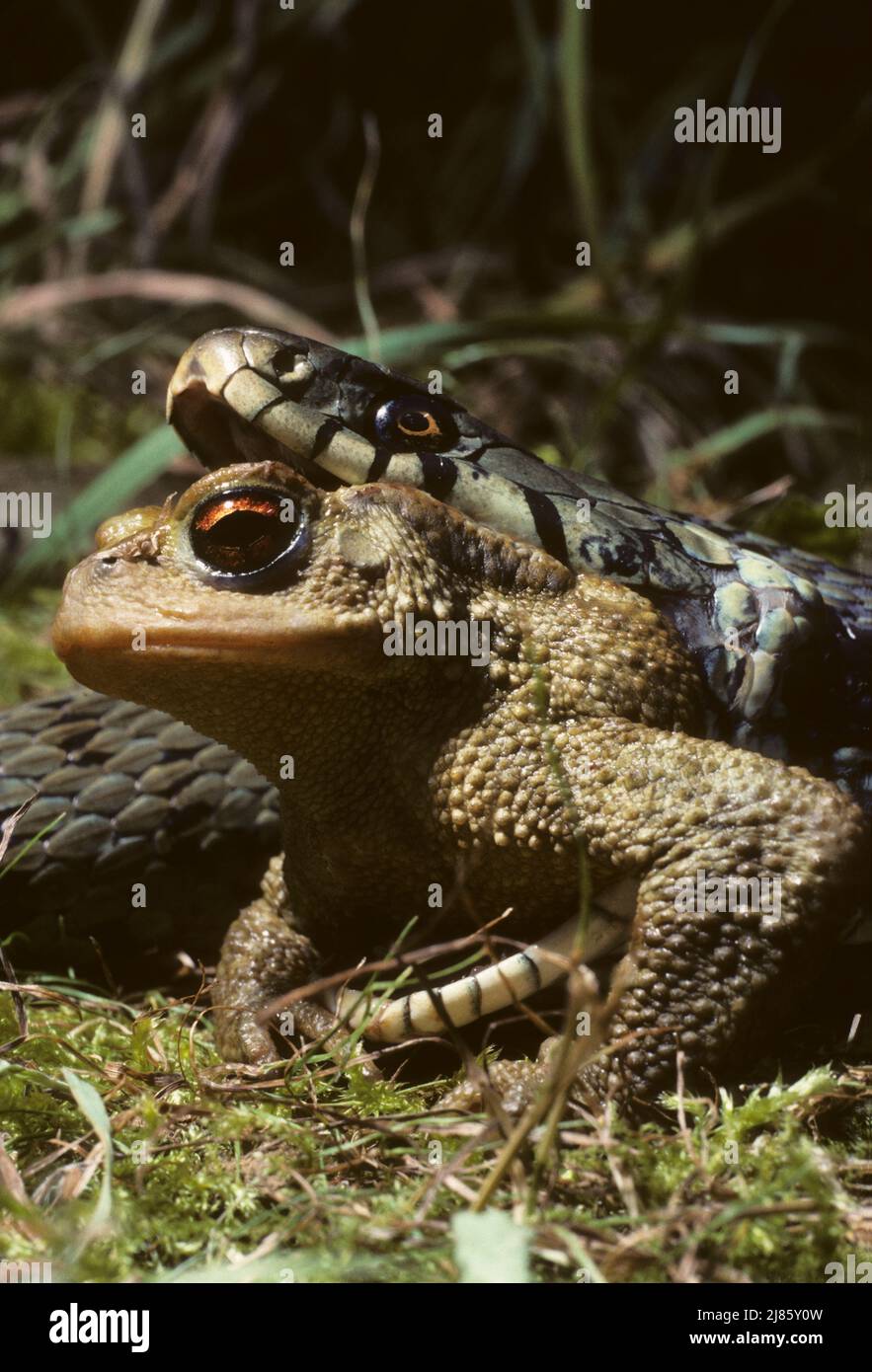 European grass snake eating a European toad ; From Maghreb and iberic ...