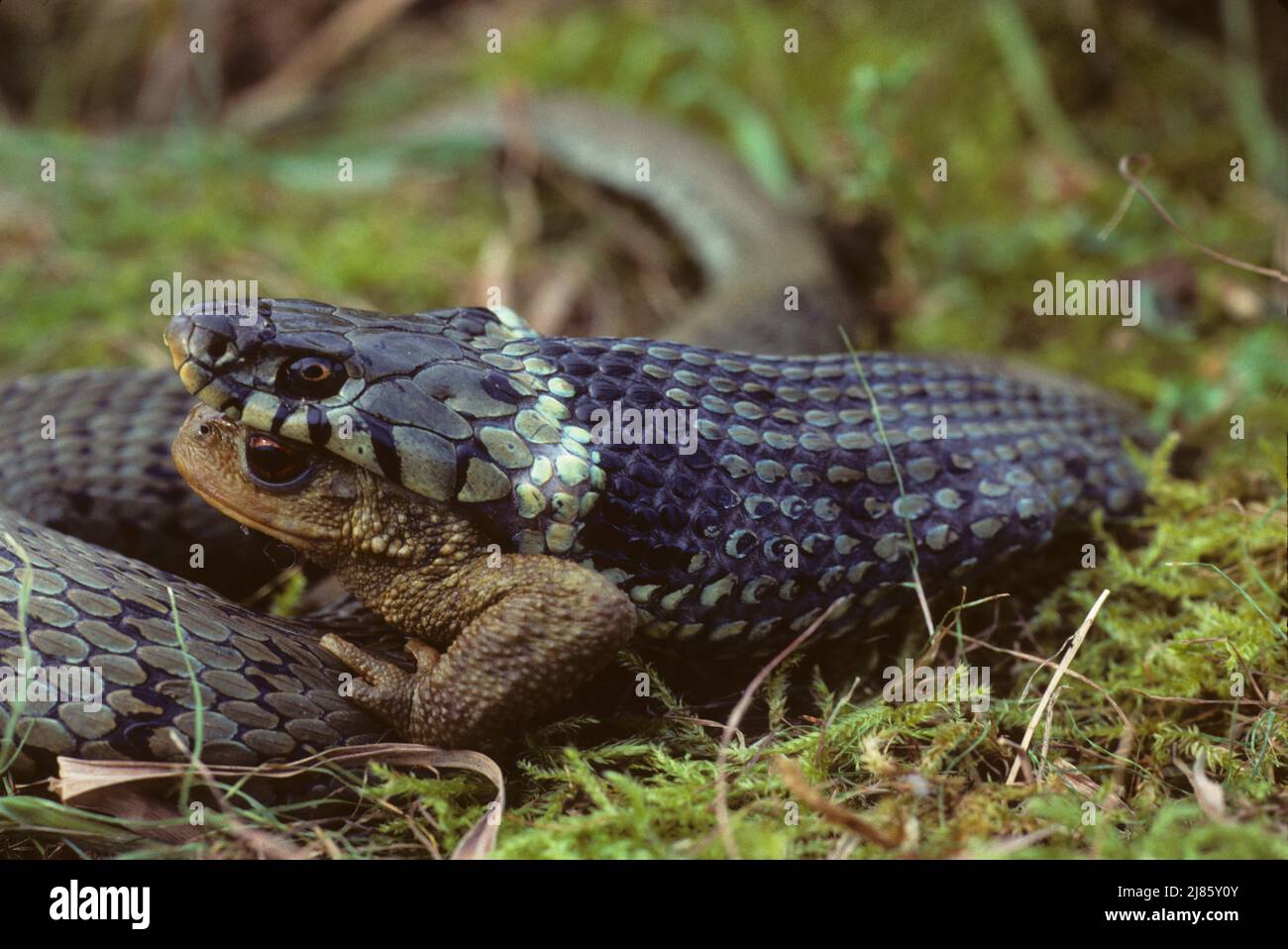 European grass snake eating a European toad ; From Maghreb and iberic ...
