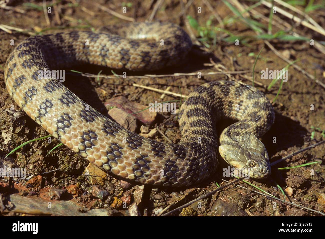 Viperine snake natrix maura france hi-res stock photography and images ...