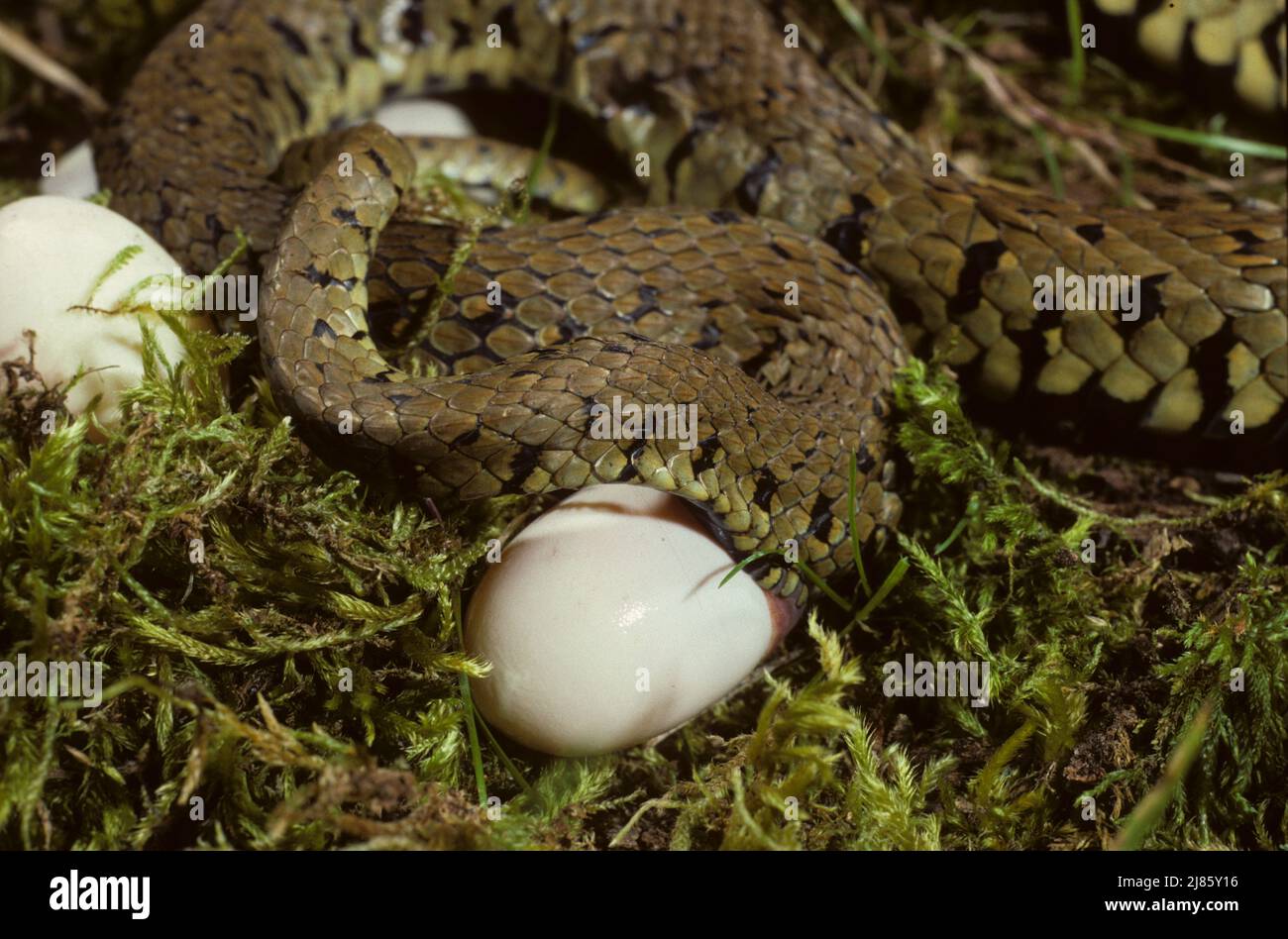Snake Laying Eggs