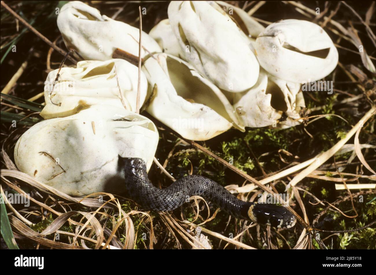 Eggs of an European grass snake hatchling ; From Maghreb and iberic ...