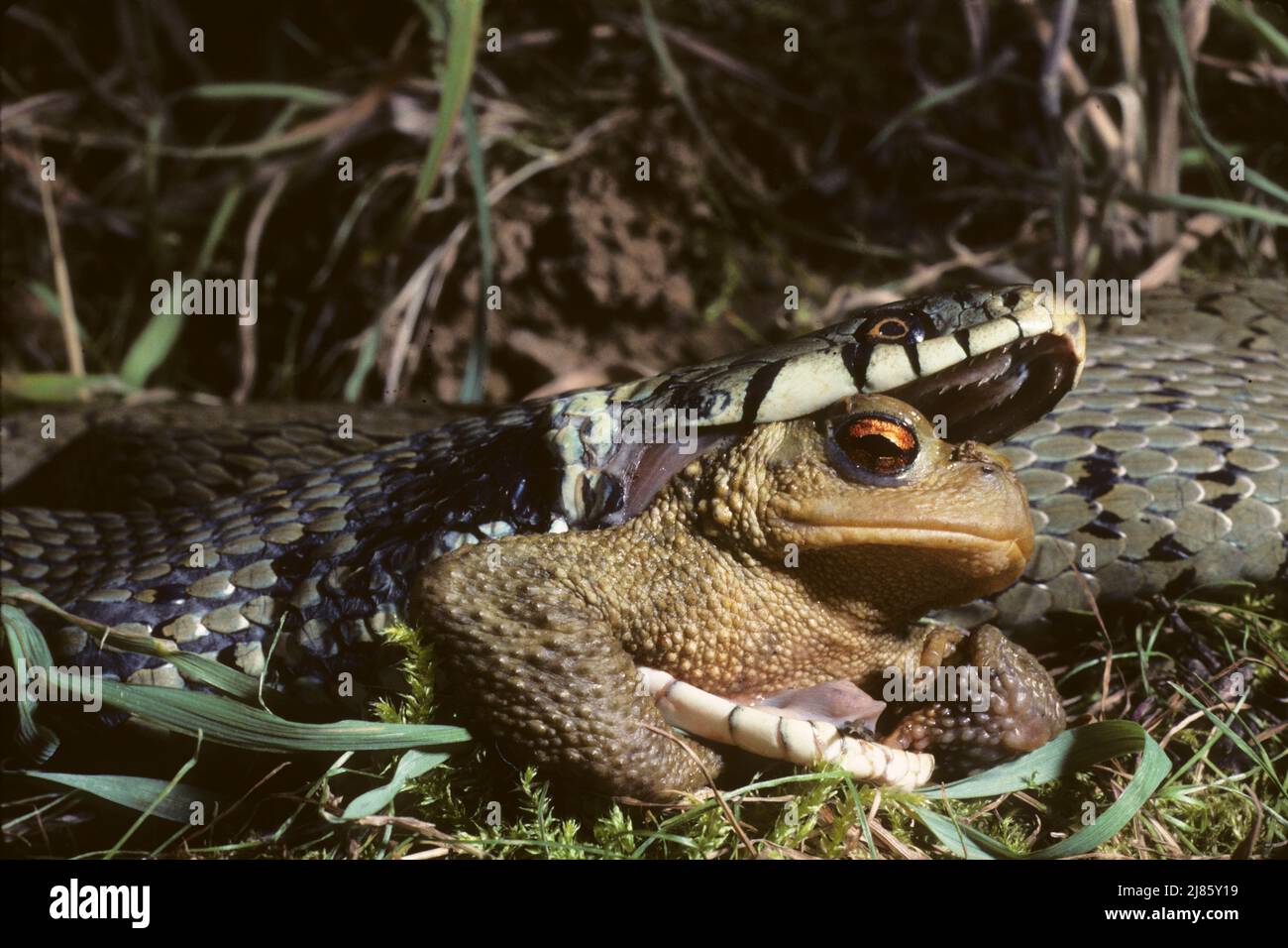 European grass snake eating a European toad ; From Maghreb and iberic ...