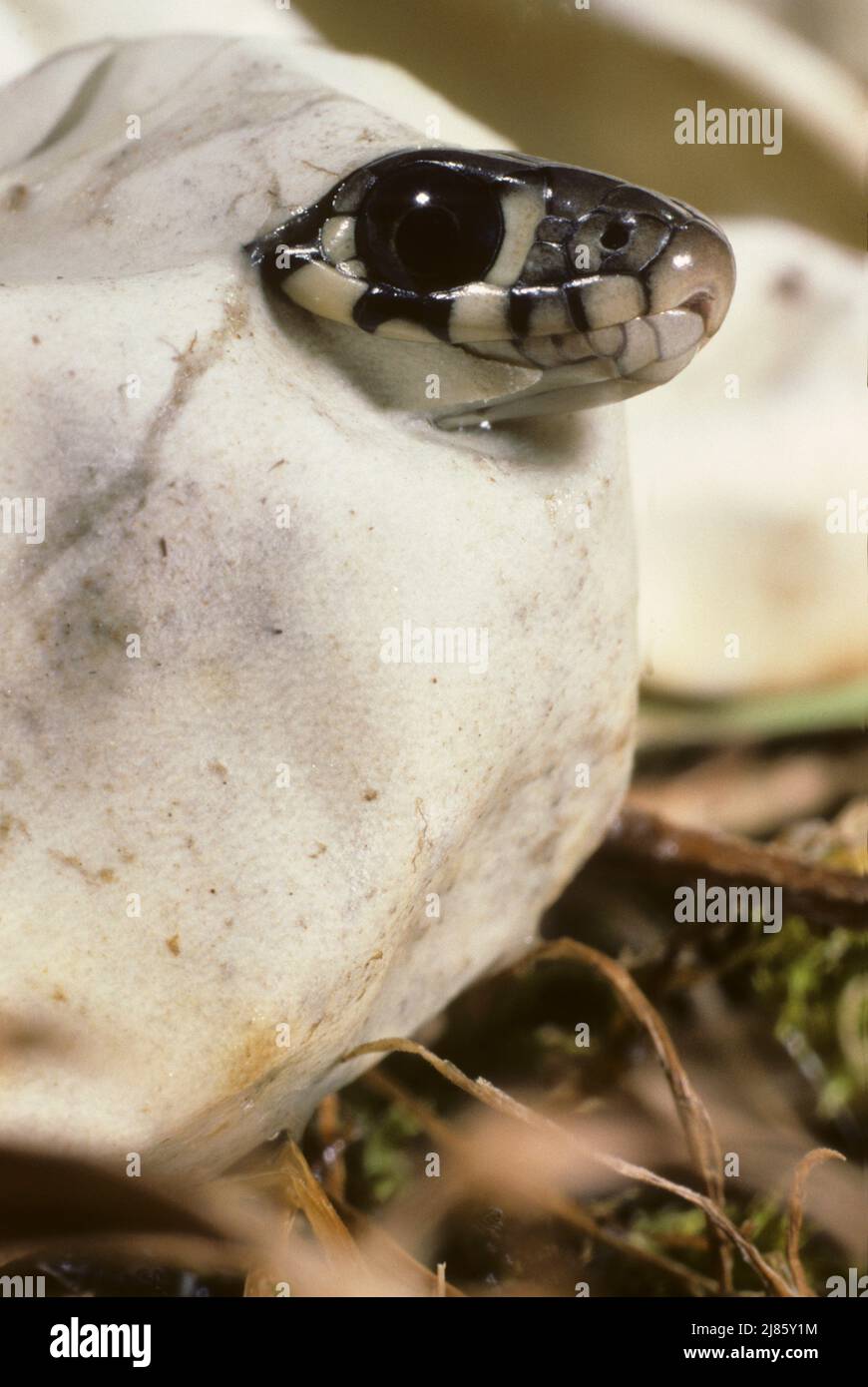 Snake hatchling hi-res stock photography and images - Alamy