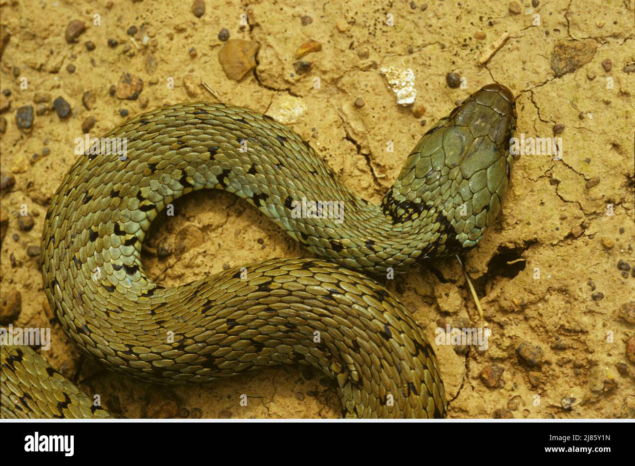 European grass snake specimen without necklace ; From Maghreb and ...