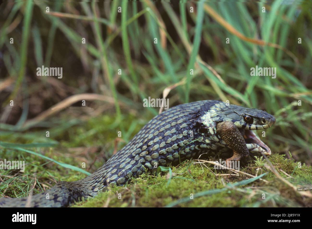 European grass snake eating a European toad ; From Maghreb and iberic ...