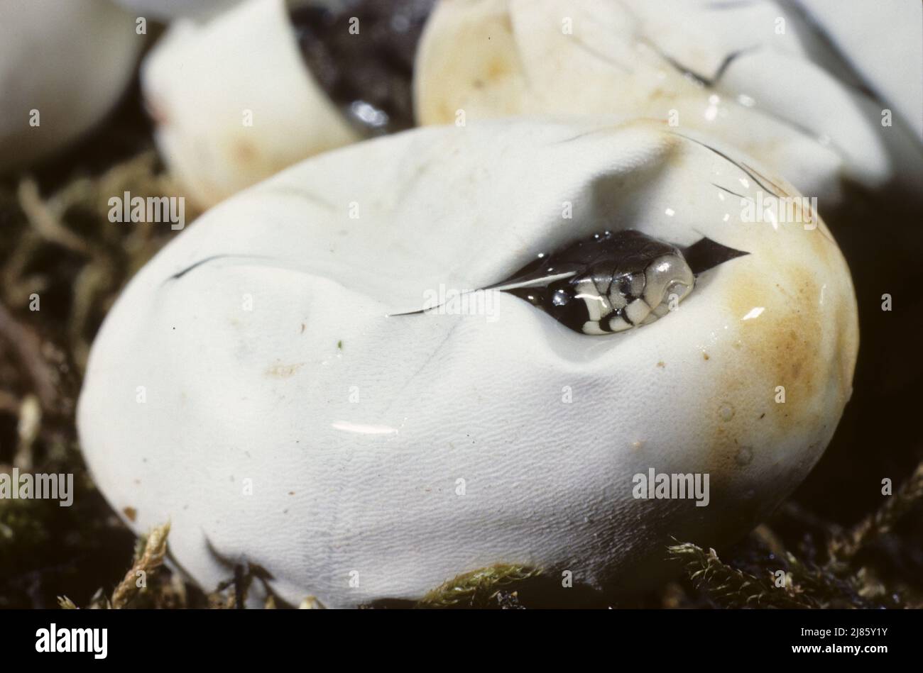 Egg of an European grass snake hatchling ; From Maghreb and iberic ...