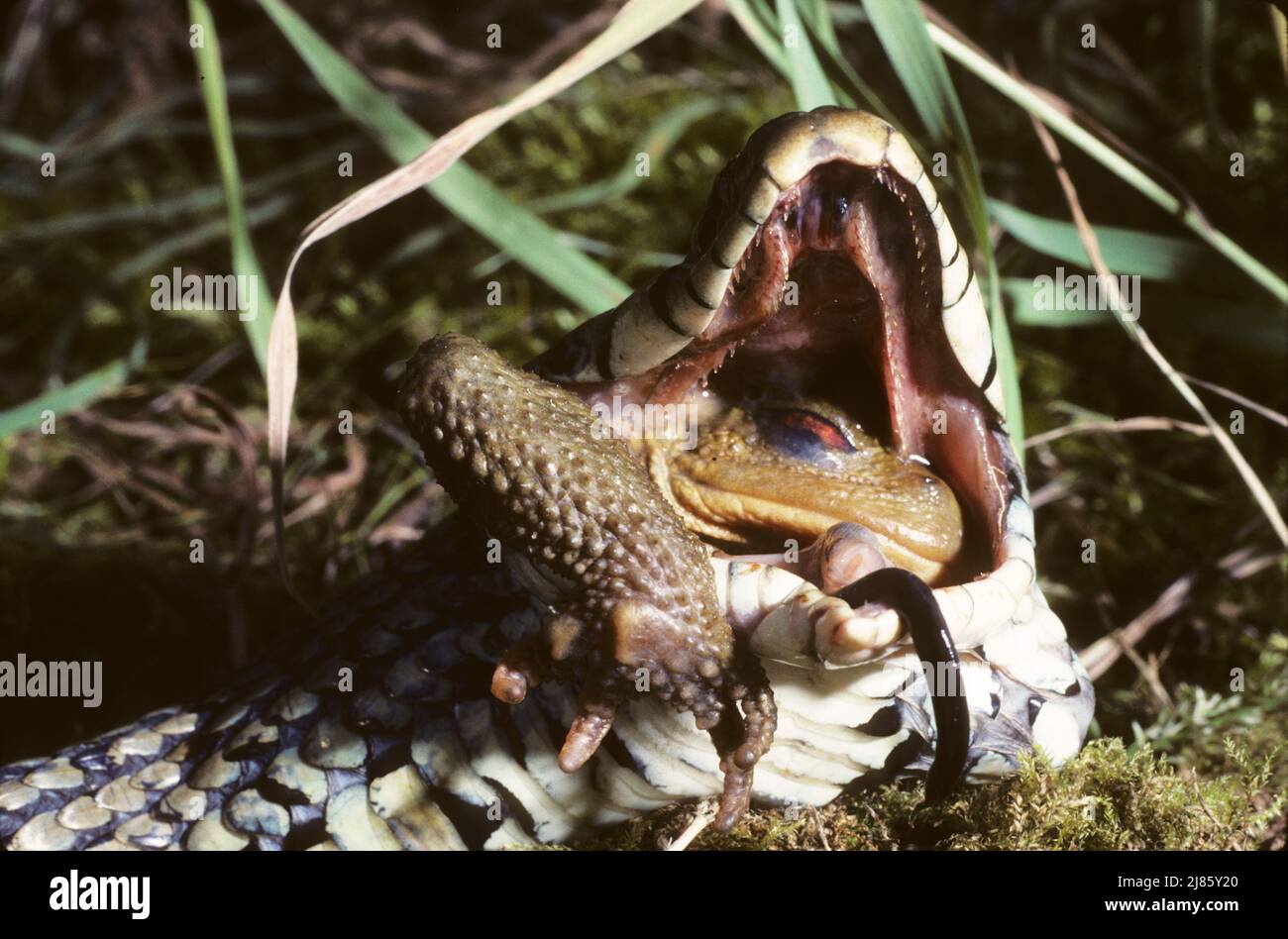 European grass snake eating a European toad ; From Maghreb and iberic ...