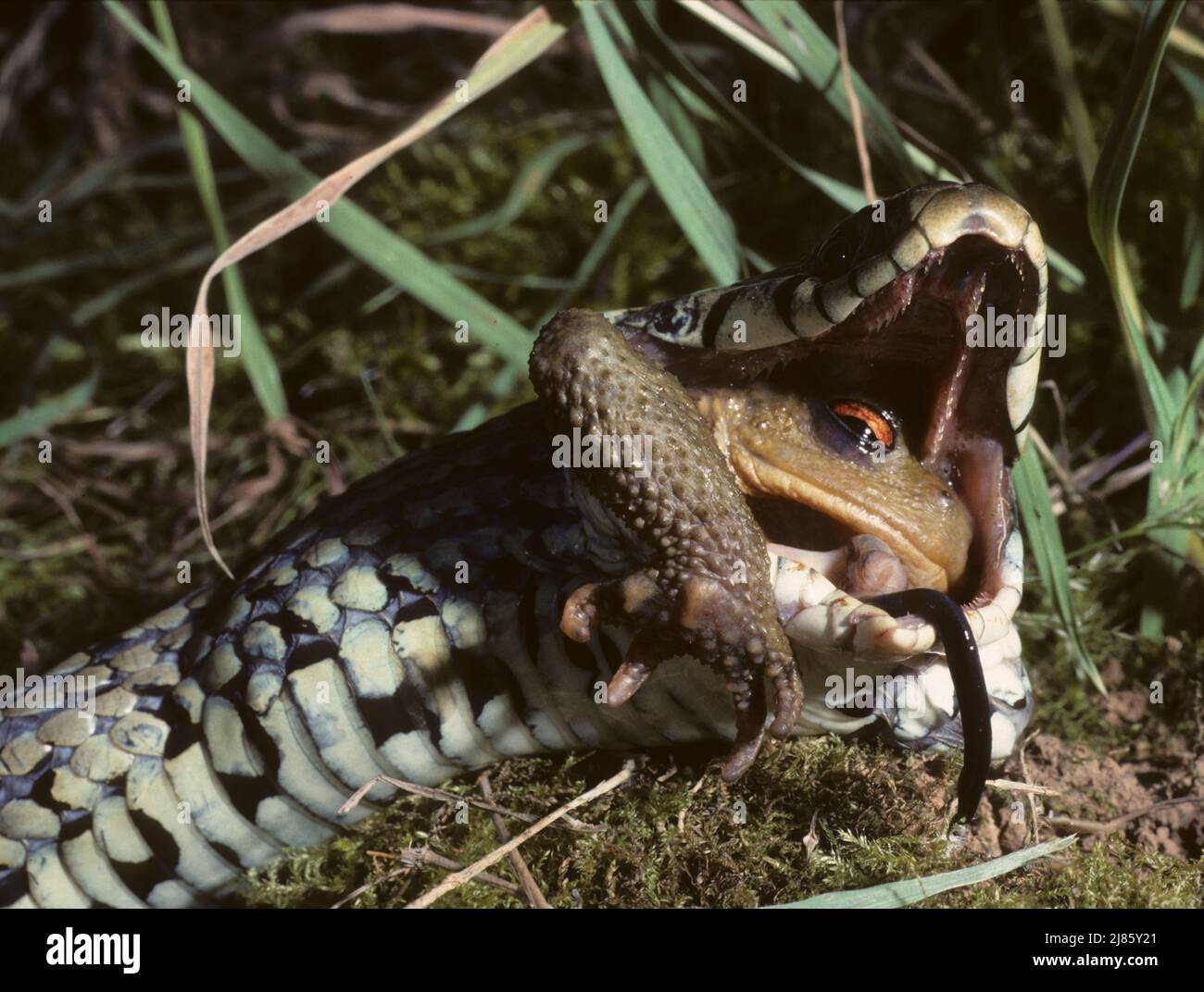 European grass snake eating a European toad ; From Maghreb and iberic ...