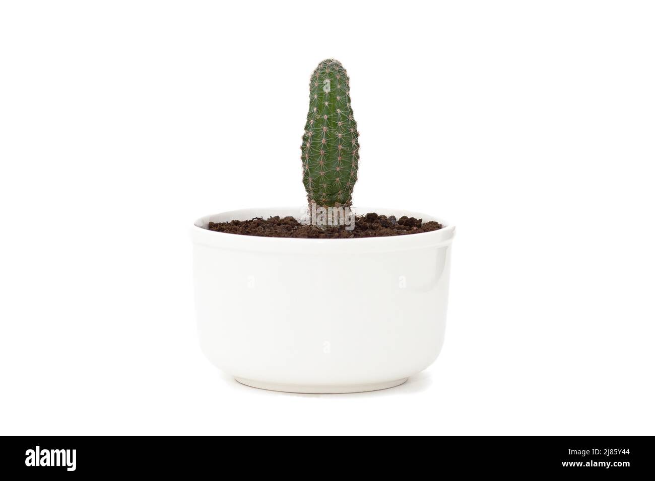 Cactus in white pot isolated Stock Photo - Alamy