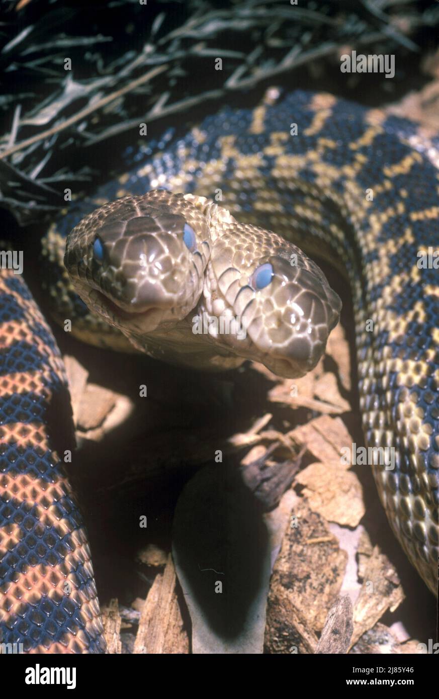 Pine Snake (Pituophis melanoleucus) with two heads Stock Photo - Alamy
