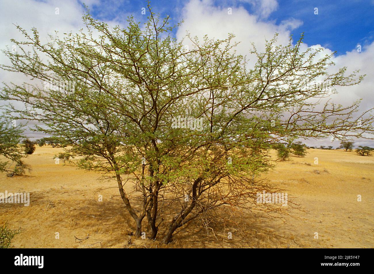 Acacia senegal source of gum arabic Southern Mauritania Stock Photo - Alamy