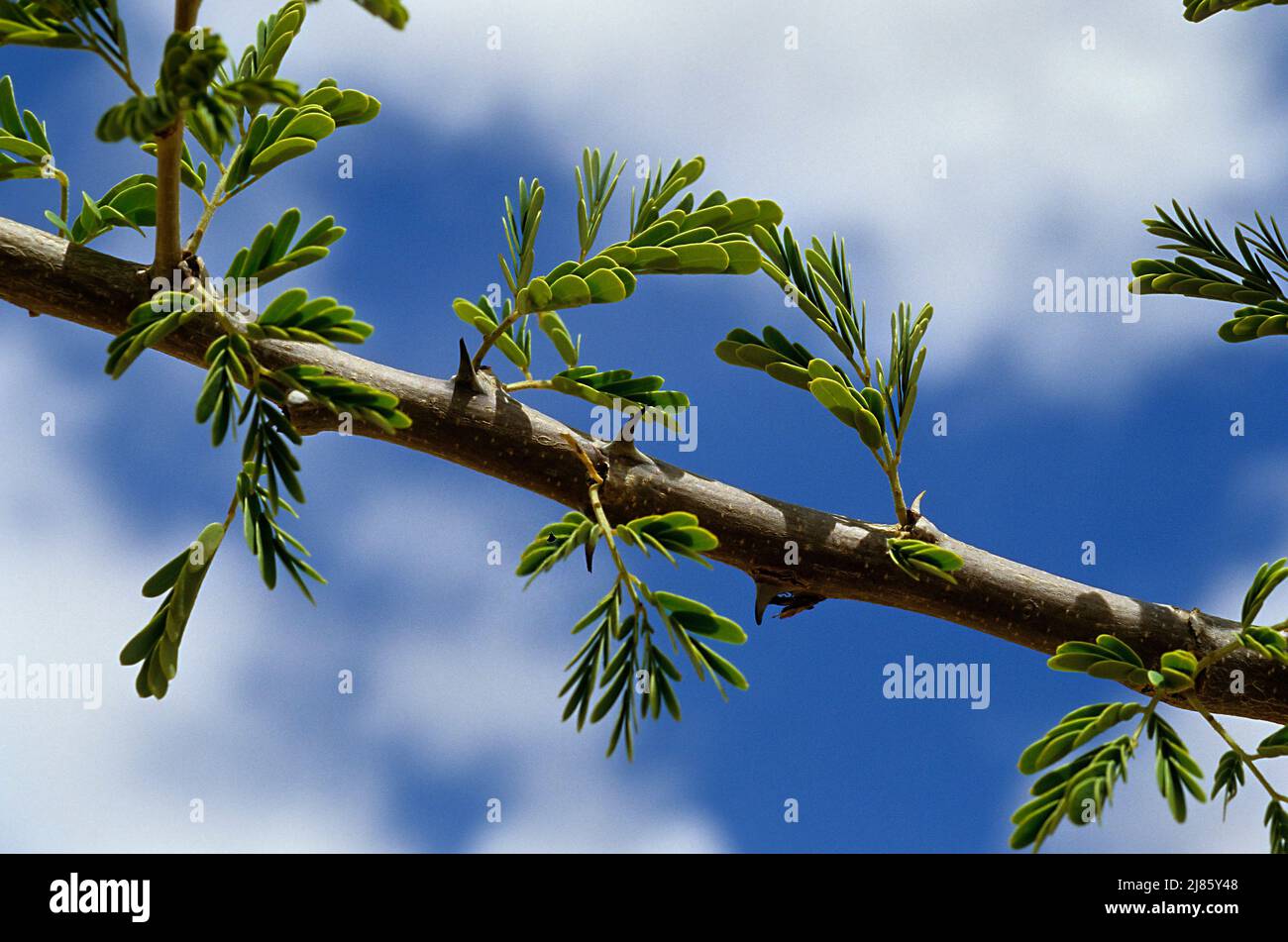 Acacia senegal source of gum arabic Southern Mauritania Stock Photo - Alamy