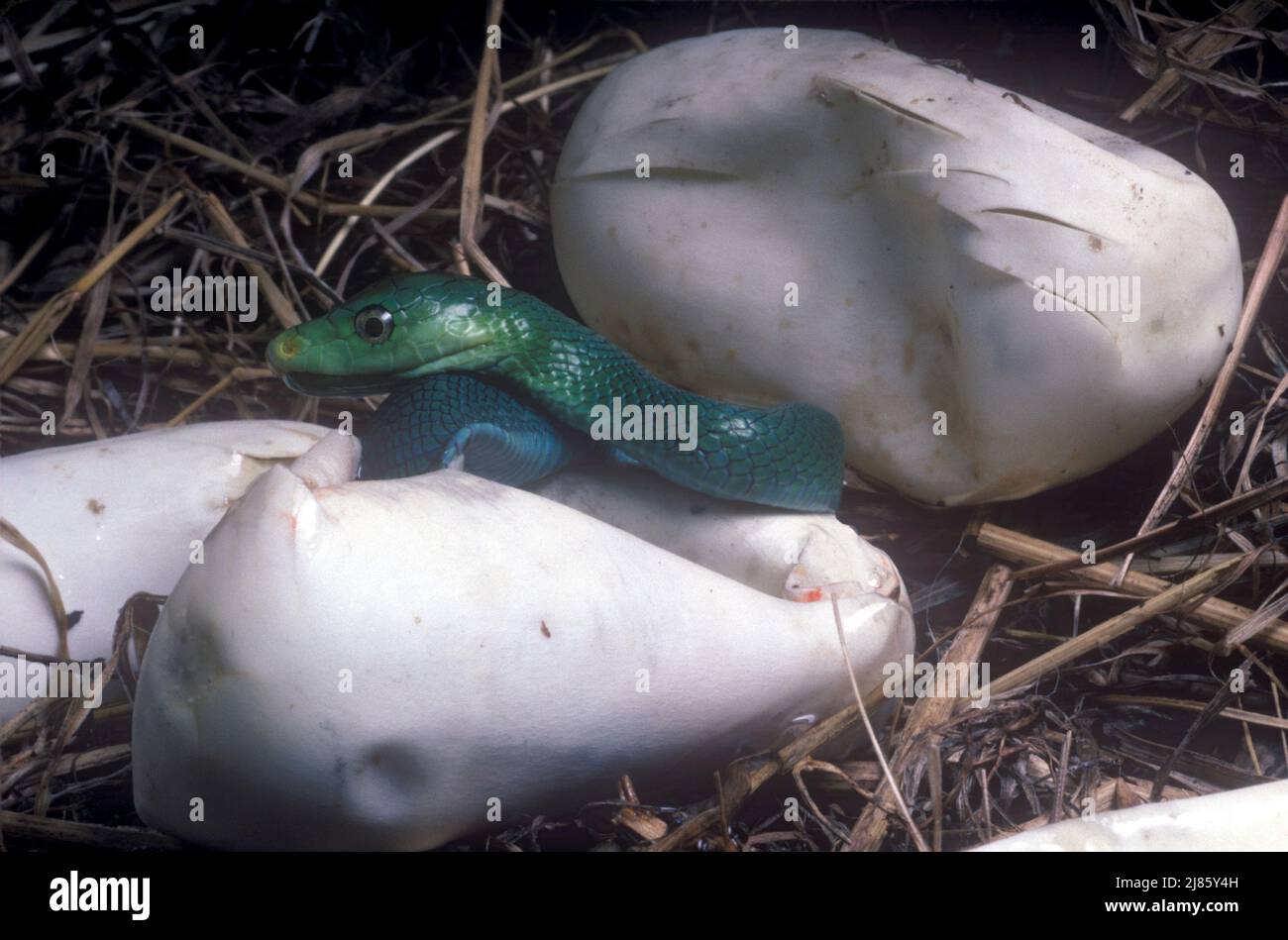 Eastern Green Mamba (Dendroaspis angusticeps) hatching, Africa Stock ...