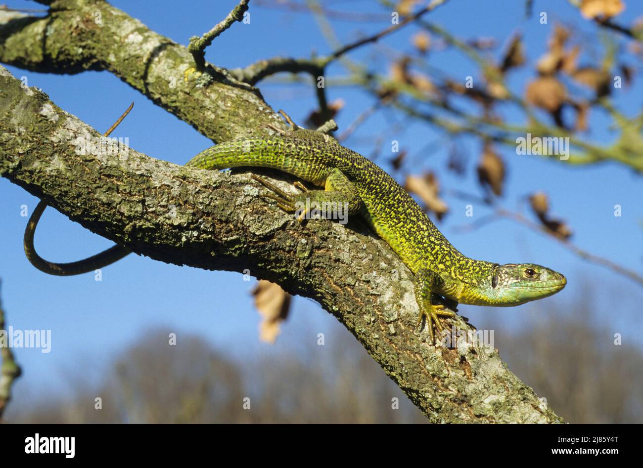 European Green lizard on a branch France [AT] Stock Photo - Alamy