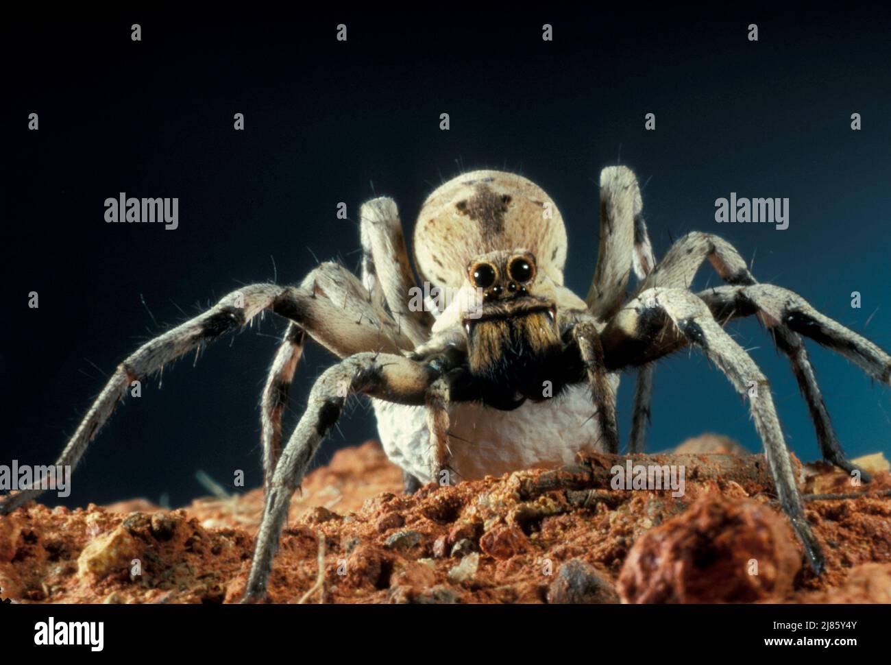Wolf spider (Lycosa sp) and its cocoon Stock Photo - Alamy