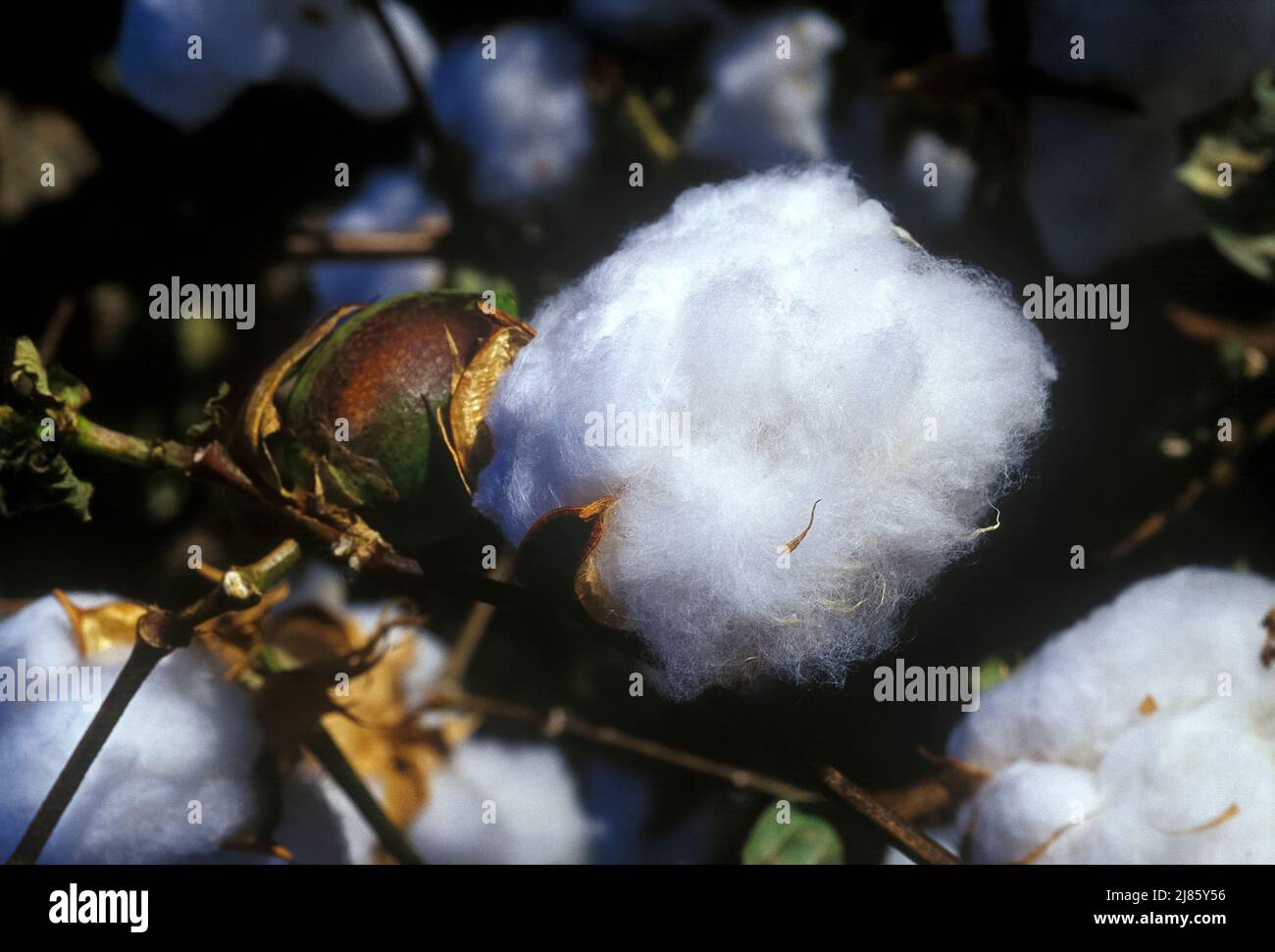 Cotton fibres in close-up Stock Photo - Alamy