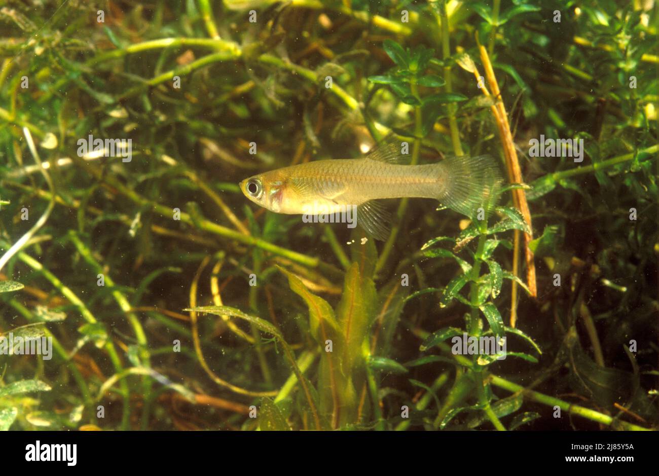 Mosquito fish gambusia affinis hi-res stock photography and images - Alamy