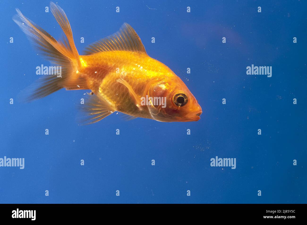 Portrait of a Goldfish in an aquarium Stock Photo - Alamy