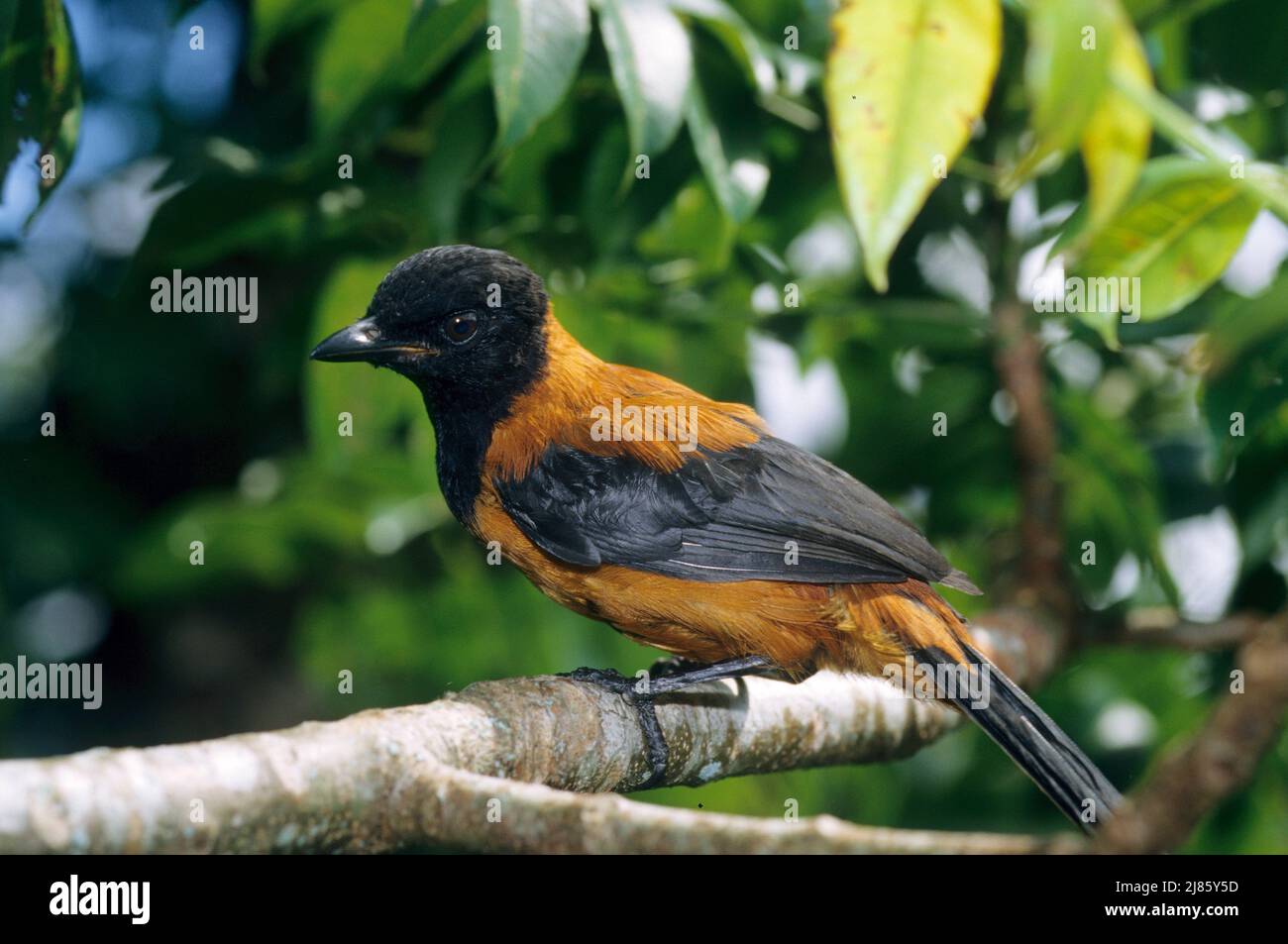 Hooded Pitohui perched on a branch New Guinea ; It is the only known ...
