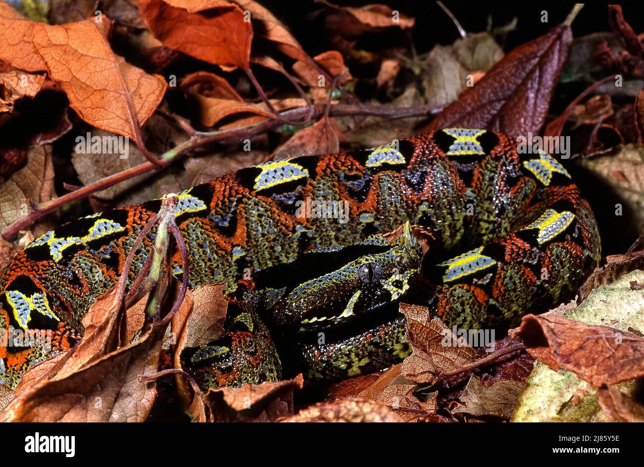 Rhinoceros Viper (Bitis nasicornis) in dead leaves, Equatorial Africa ...