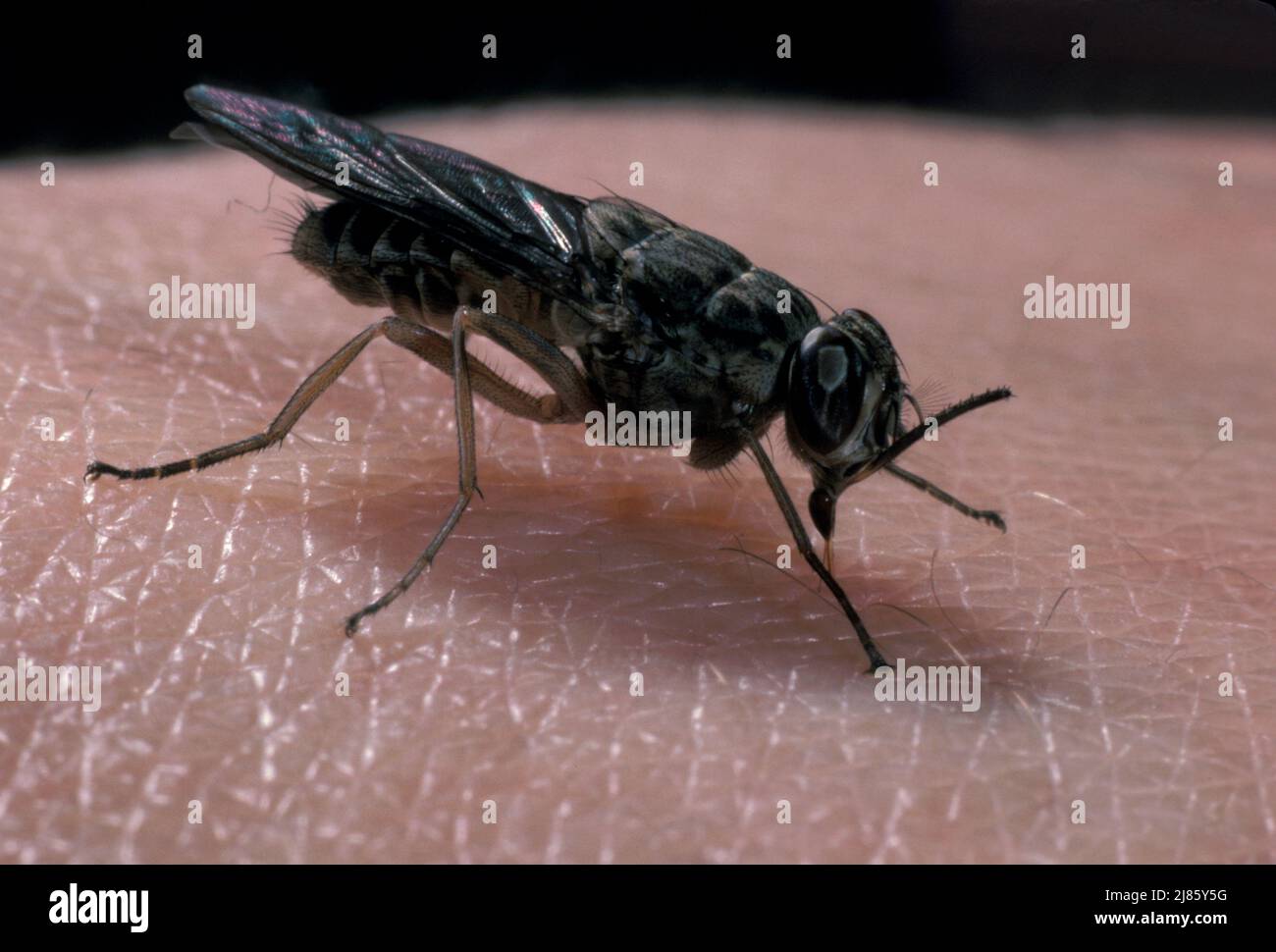 Tsetse fly (Glossina morsitans) biting a human, vector of ...