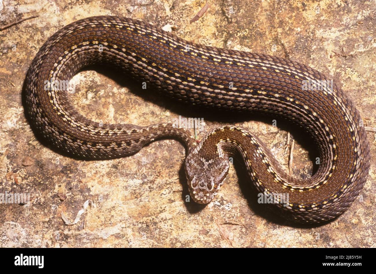 Seoane's viper hi-res stock photography and images - Alamy