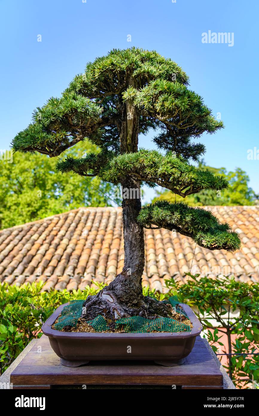 Outdoor bonsai hi-res stock photography and images - Alamy