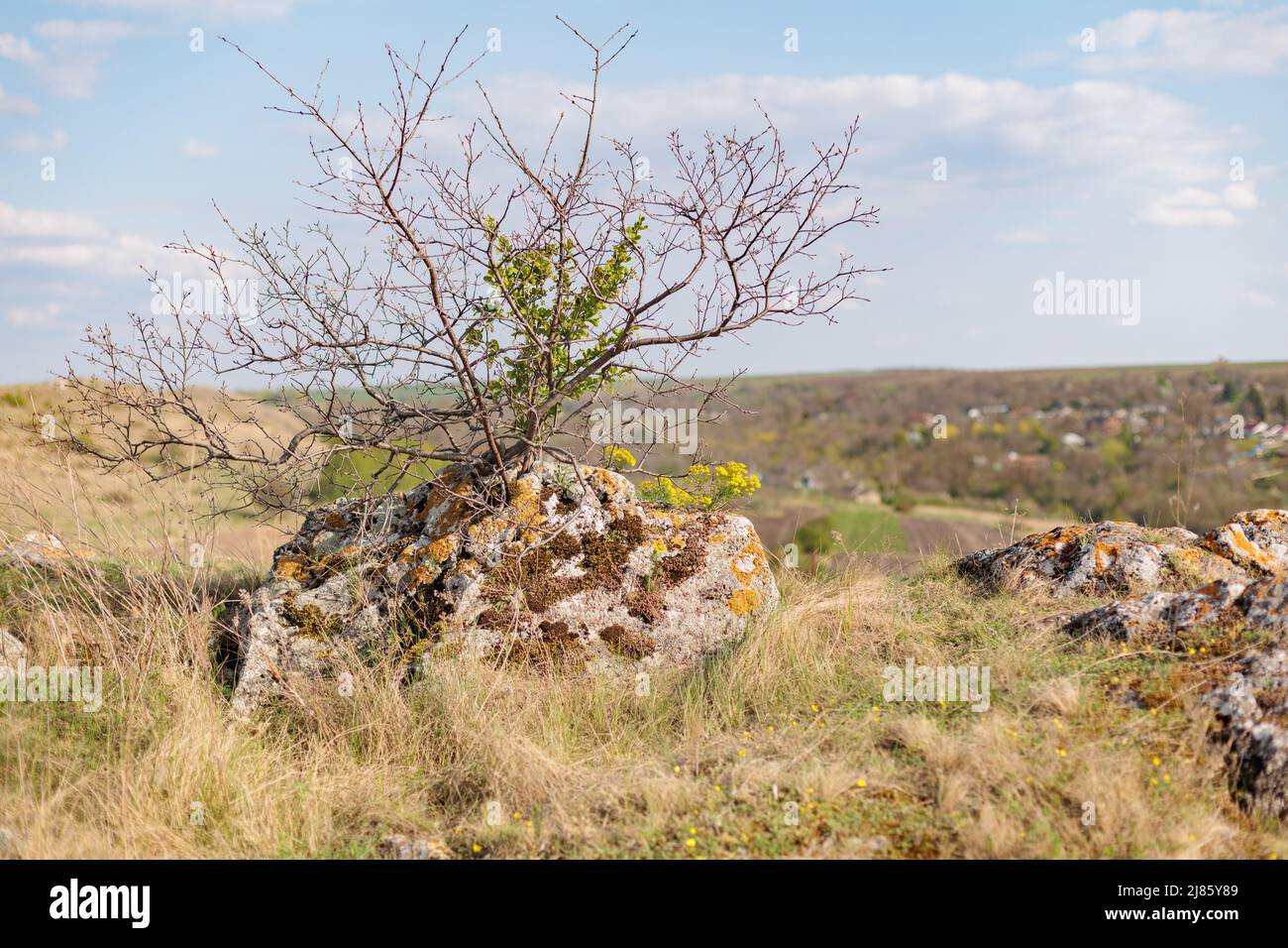 wild bush growing on a stone in the wild Stock Photo - Alamy