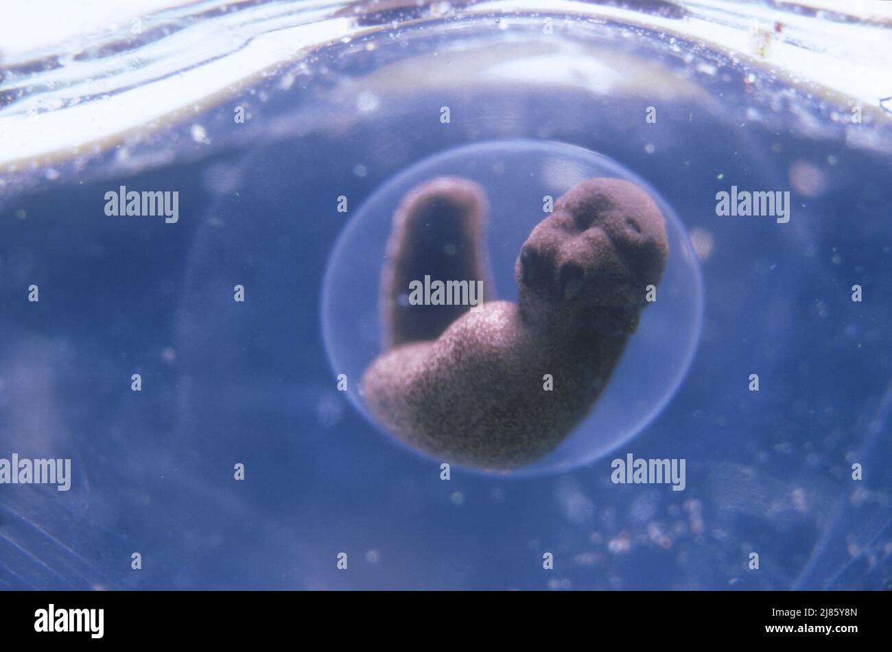 Embryo of European frog in water Stock Photo - Alamy