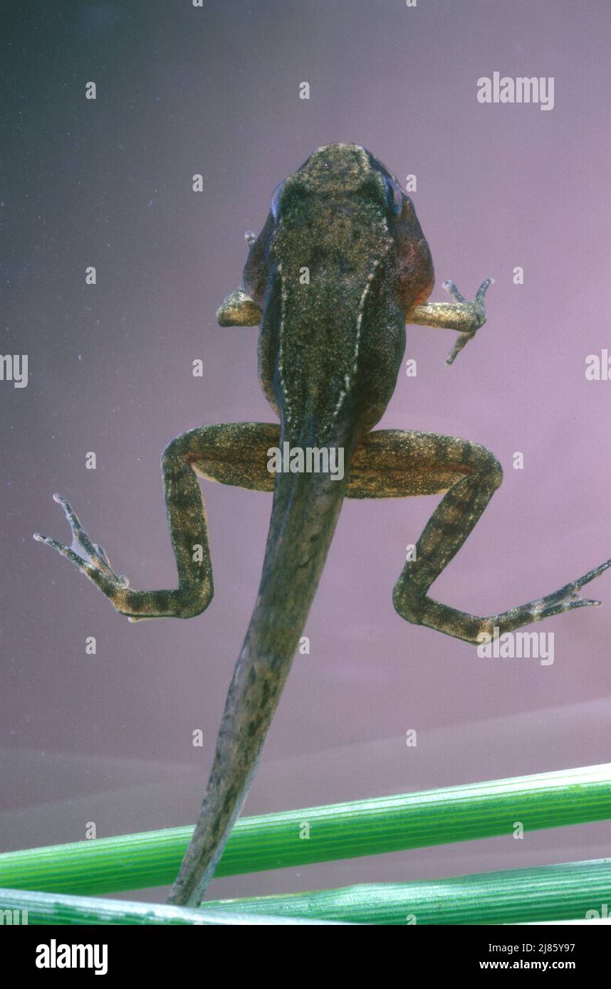 Advanced stage of the development of a tadpole Stock Photo - Alamy