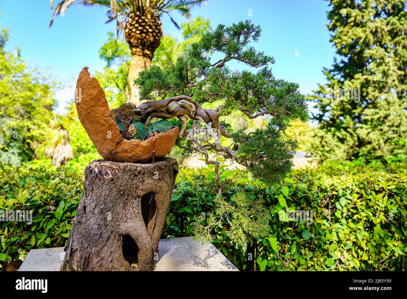 Small bonsai tree grown outdoors in lush oriental garden Stock Photo ...