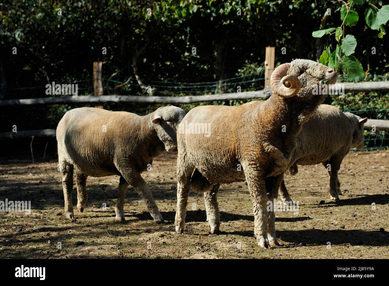 Rambouillet Merino Sheep Bergerie Nationale de Rambouillet Stock Photo ...