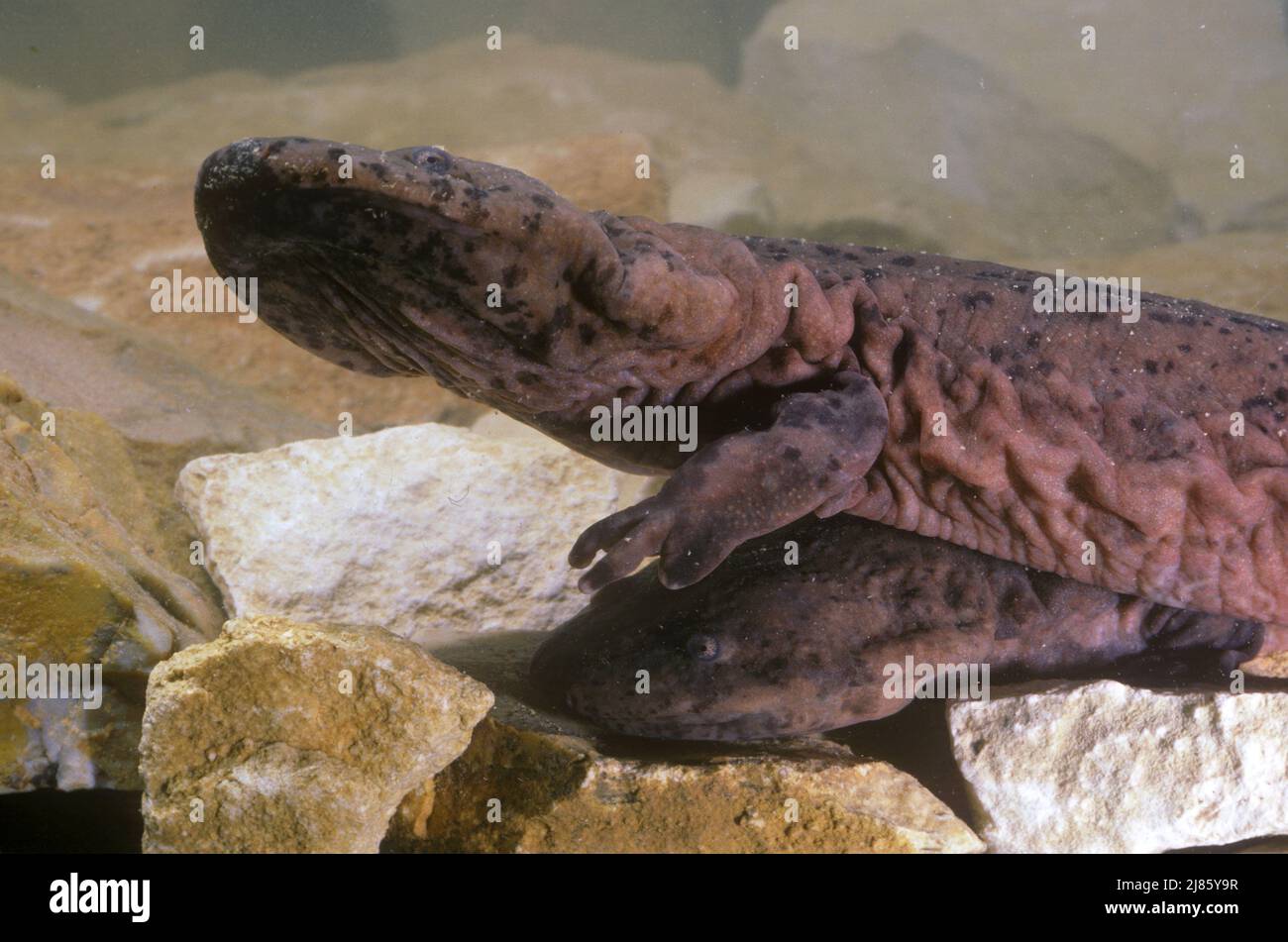 Japanese Salamander For Sale at Mark Cortese blog