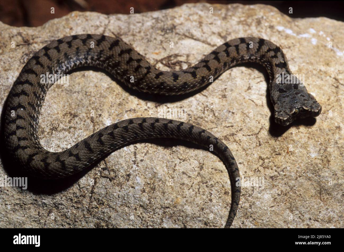 Young Asp viper with two heads Stock Photo - Alamy