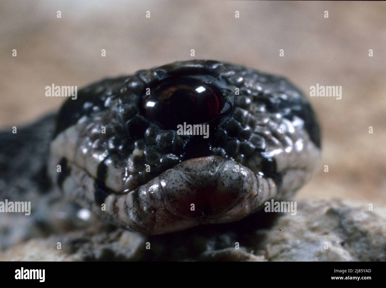 Ottoman viper with only one eye Turkey Stock Photo - Alamy