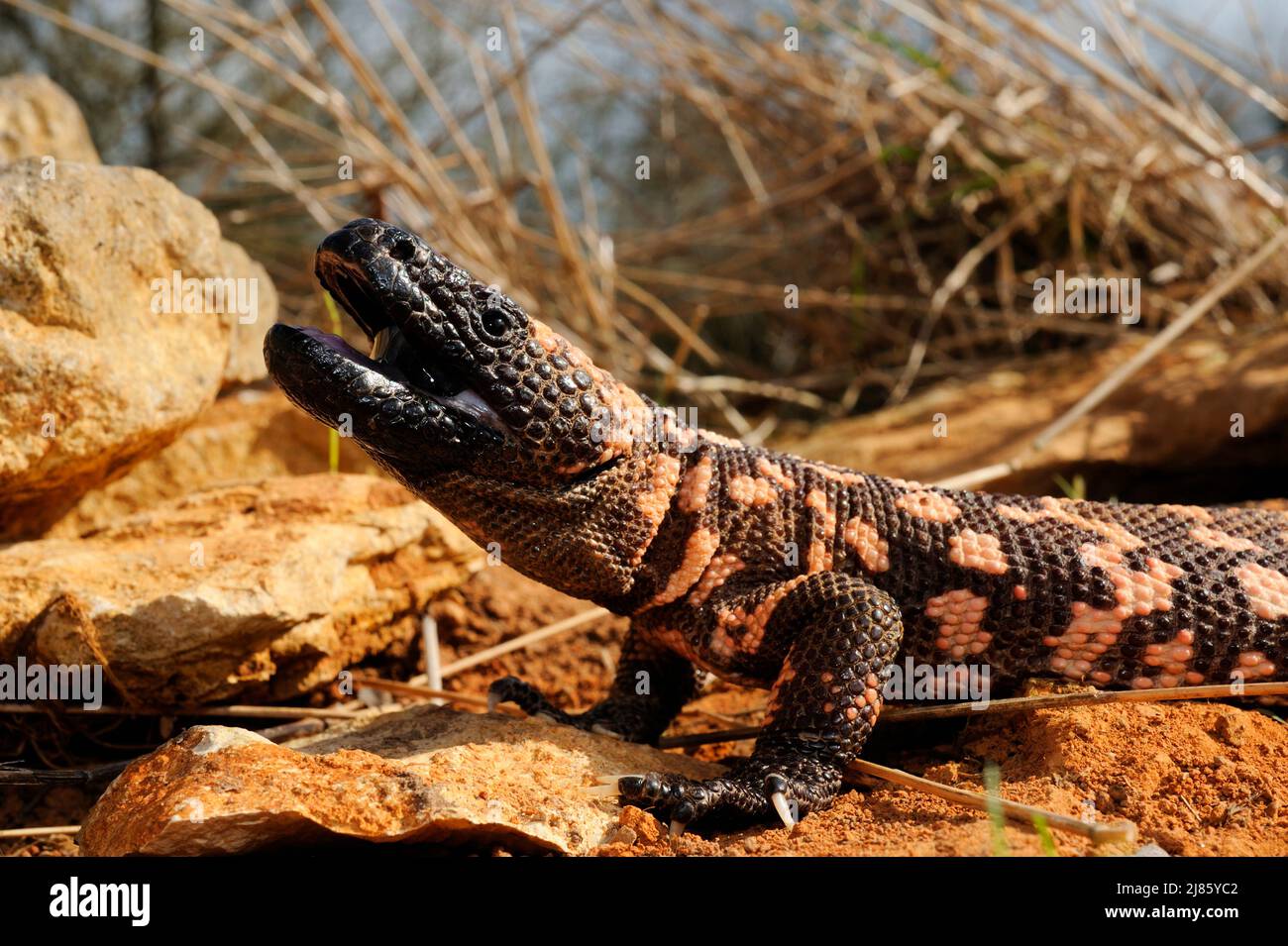 Gila monster on rocks and dry grass Stock Photo - Alamy