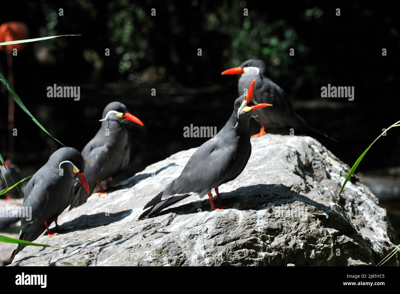 Inca terns on a rock Stock Photo - Alamy