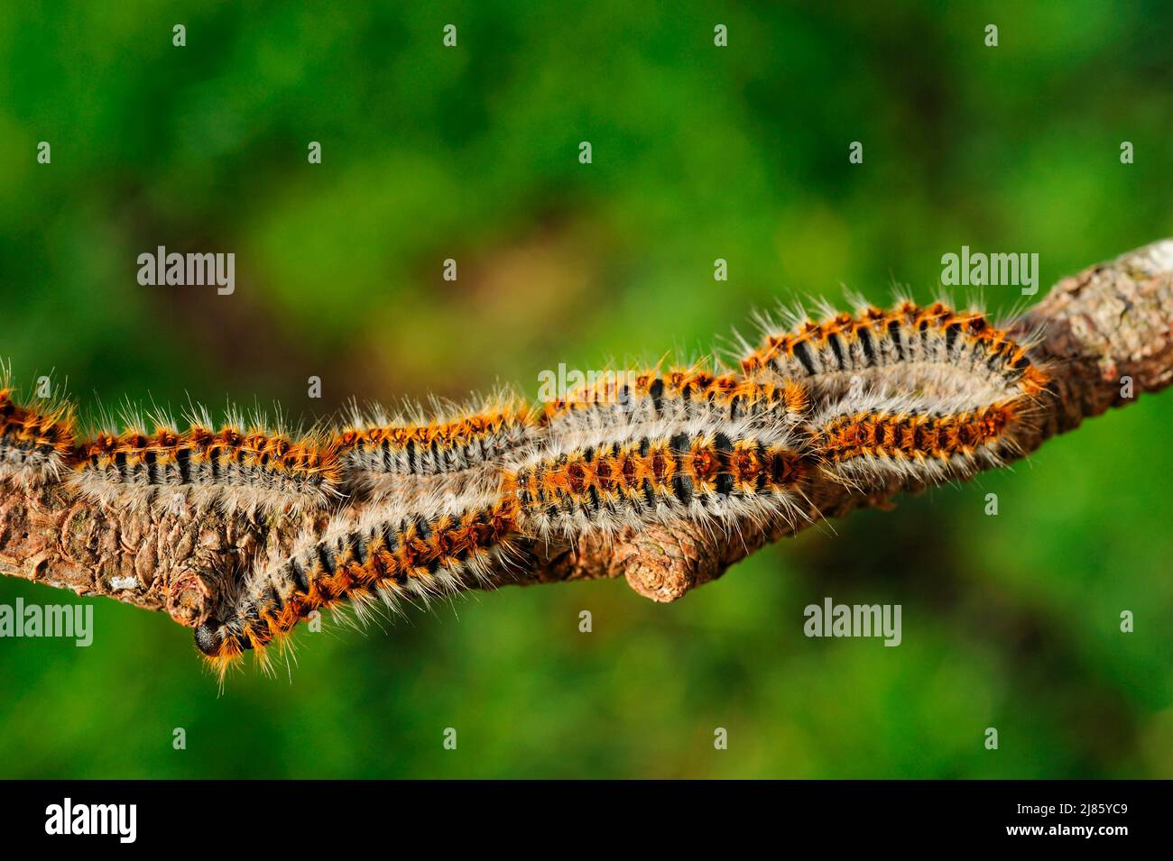 Processionaries pine caterpillars on a branch France Stock Photo - Alamy