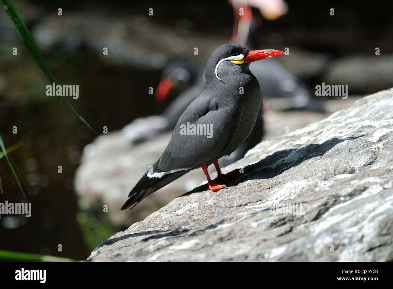 Inca tern on a rock Stock Photo - Alamy