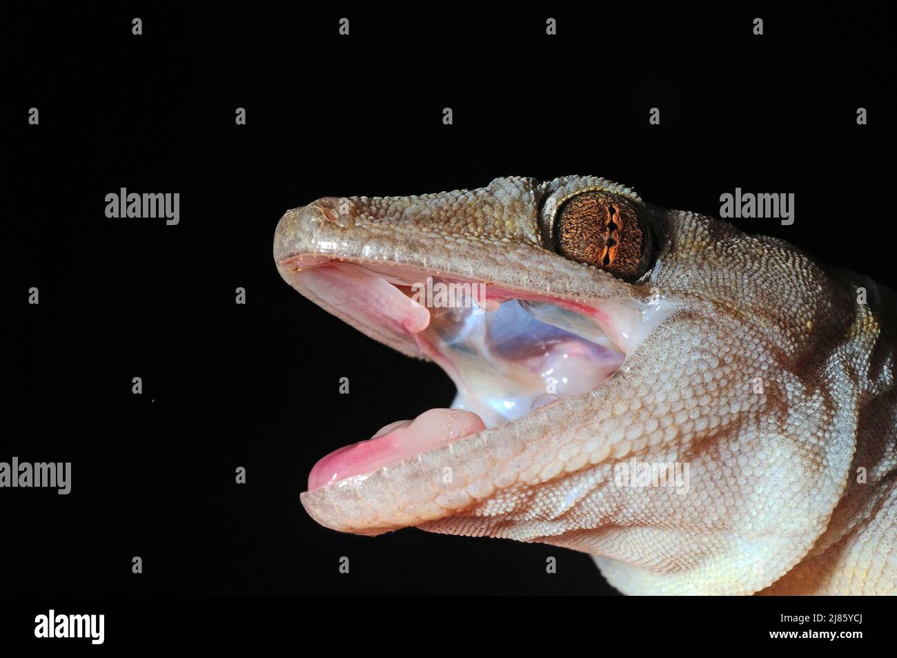 Portrait of Golden Gecko open mouth Stock Photo - Alamy