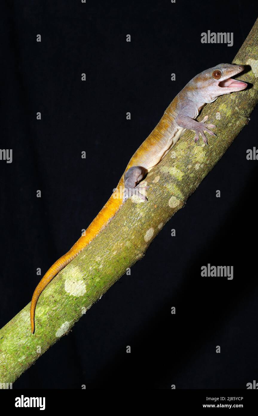 Golden Gecko on a branch Stock Photo - Alamy
