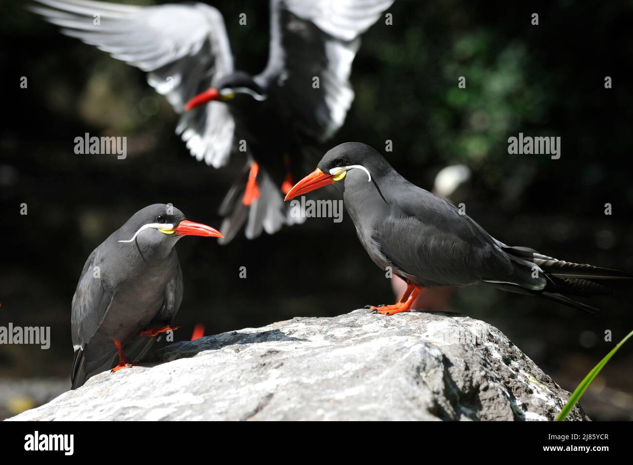 Inca terns on a rock Stock Photo - Alamy