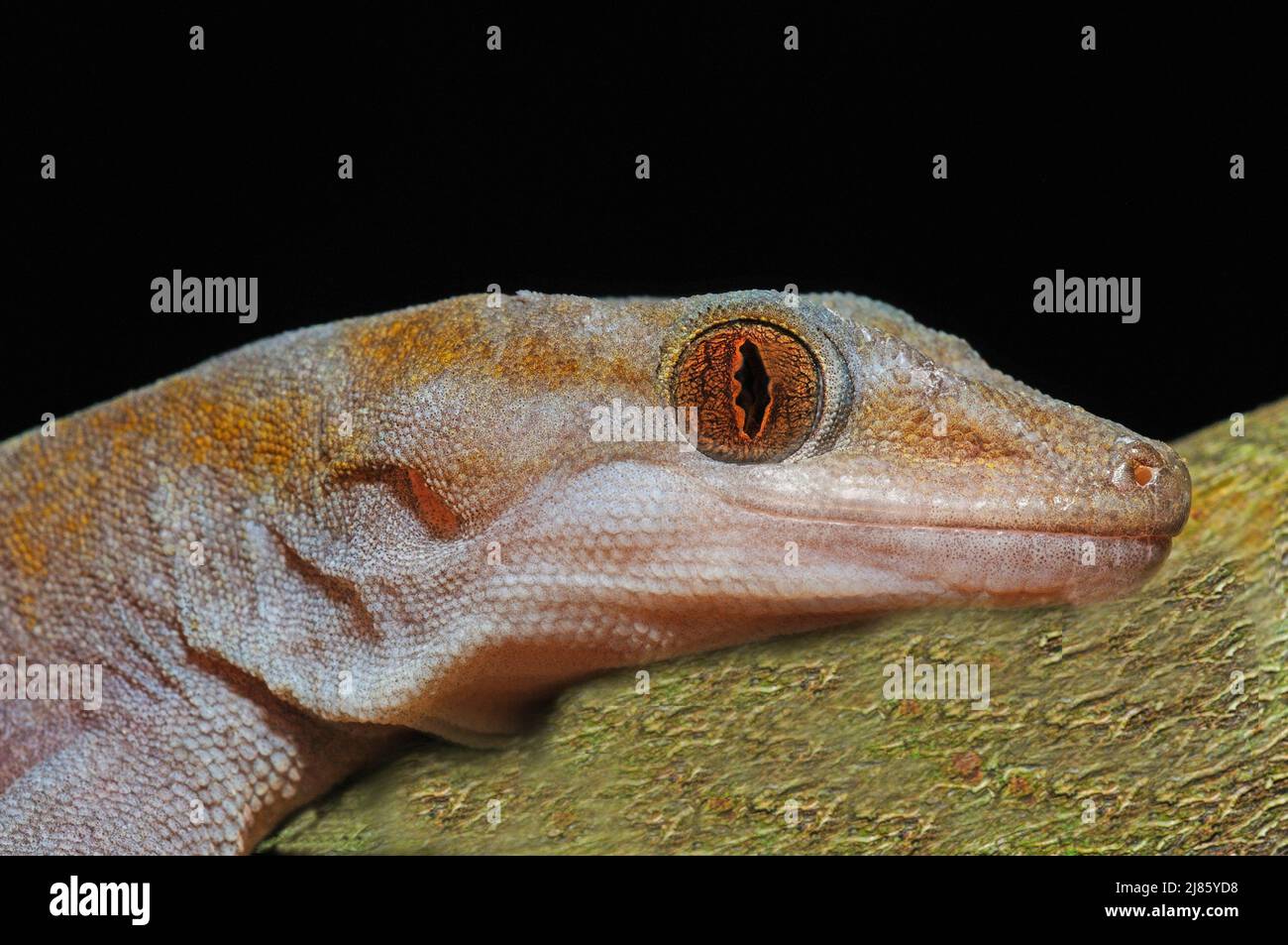 Golden gecko hi-res stock photography and images - Alamy