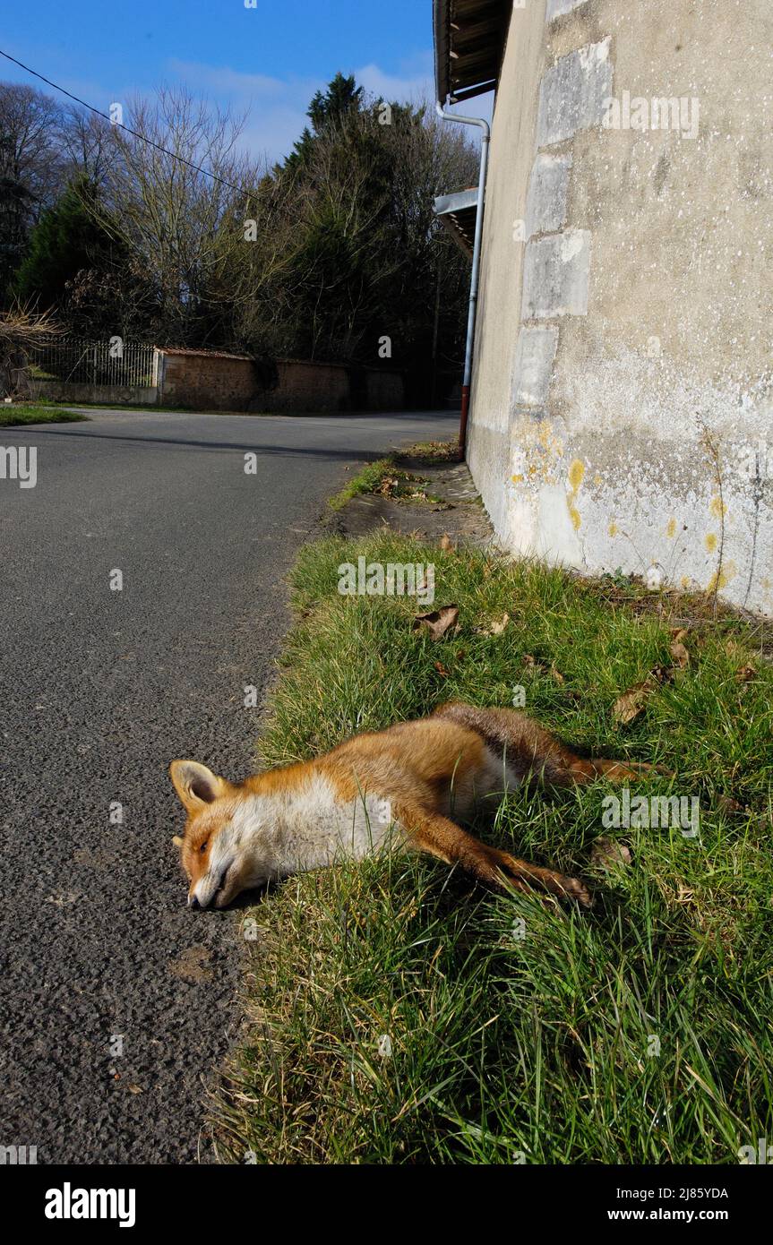 Red Fox died on the roadside France Stock Photo - Alamy