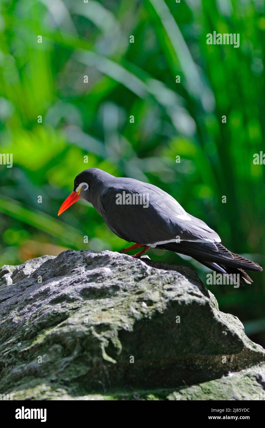 Inca tern on a rock Stock Photo - Alamy