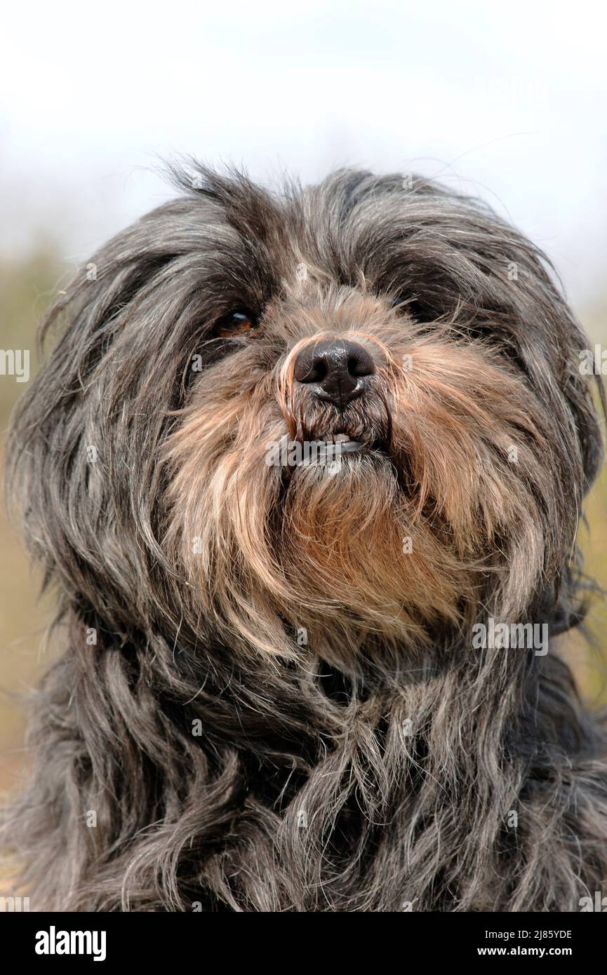Tibetan apso hi-res stock photography and images - Alamy