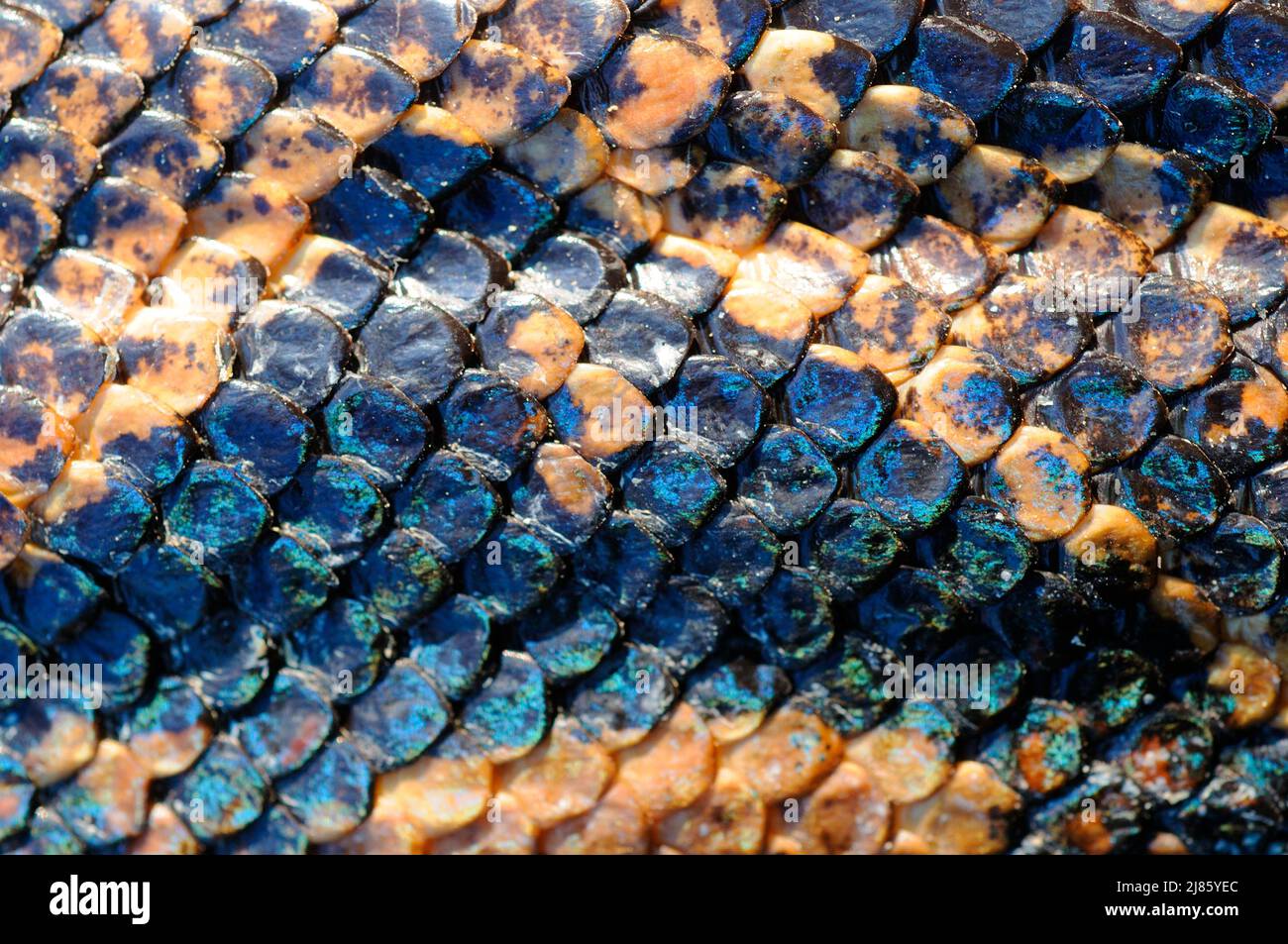 Boa Constrictor Scales Stock Photo - Alamy