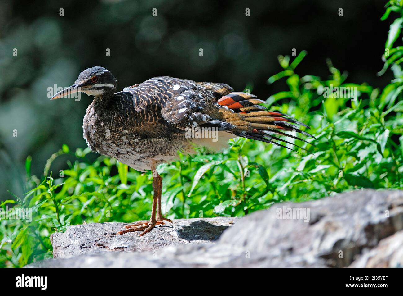 Tinamous hi-res stock photography and images - Alamy