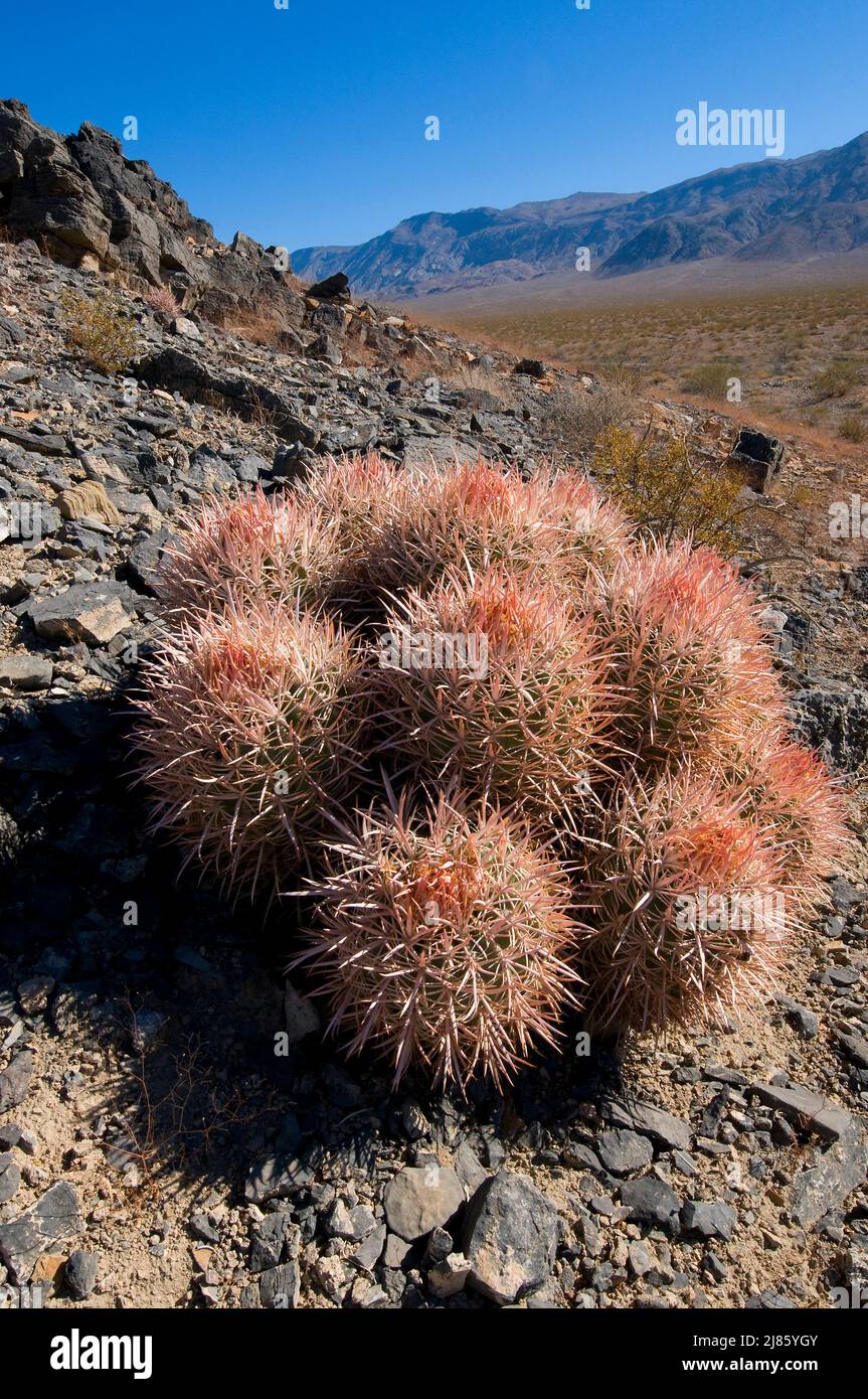 Cactus death hi-res stock photography and images - Alamy